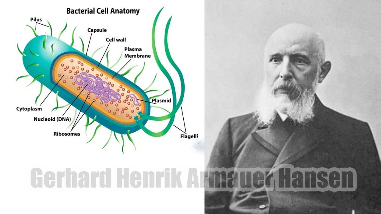 Mikrobiologi: Pengertian, Sejarah, Cabang Ilmu, Dan Peranannya Dalam ...